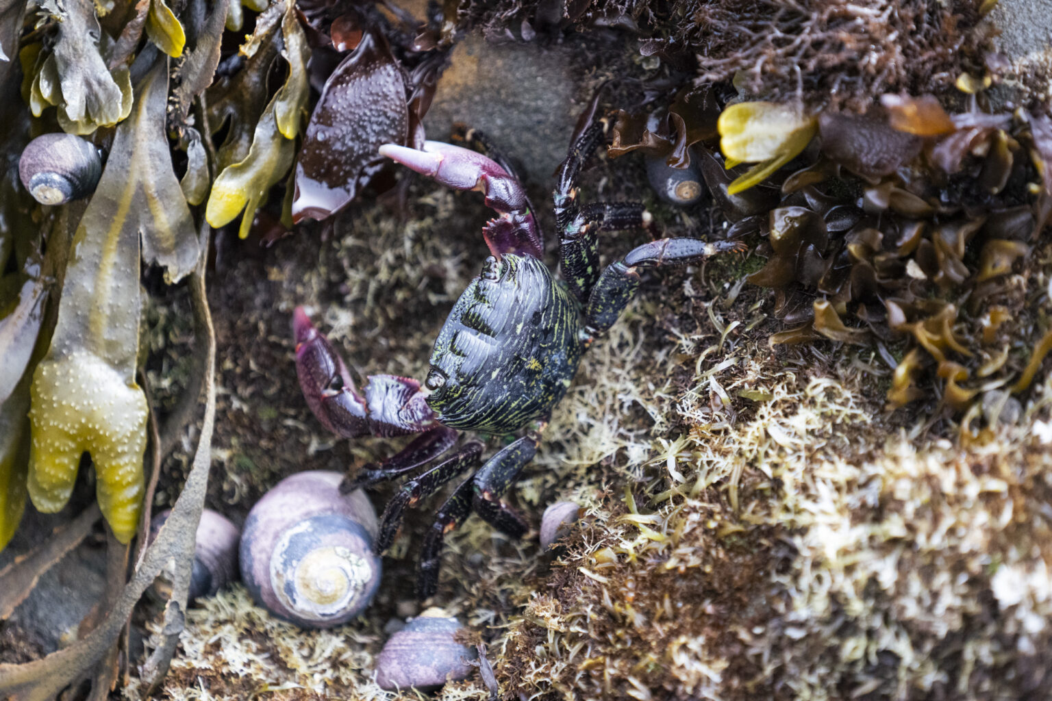 Core Priorities – Oregon Ocean Alliance